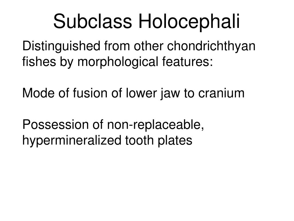 PPT - Natural History of Sharks, Skates, and Rays Phylogeny of ...