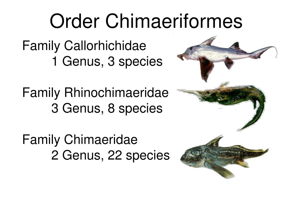 PPT - Natural History of Sharks, Skates, and Rays Phylogeny of ...