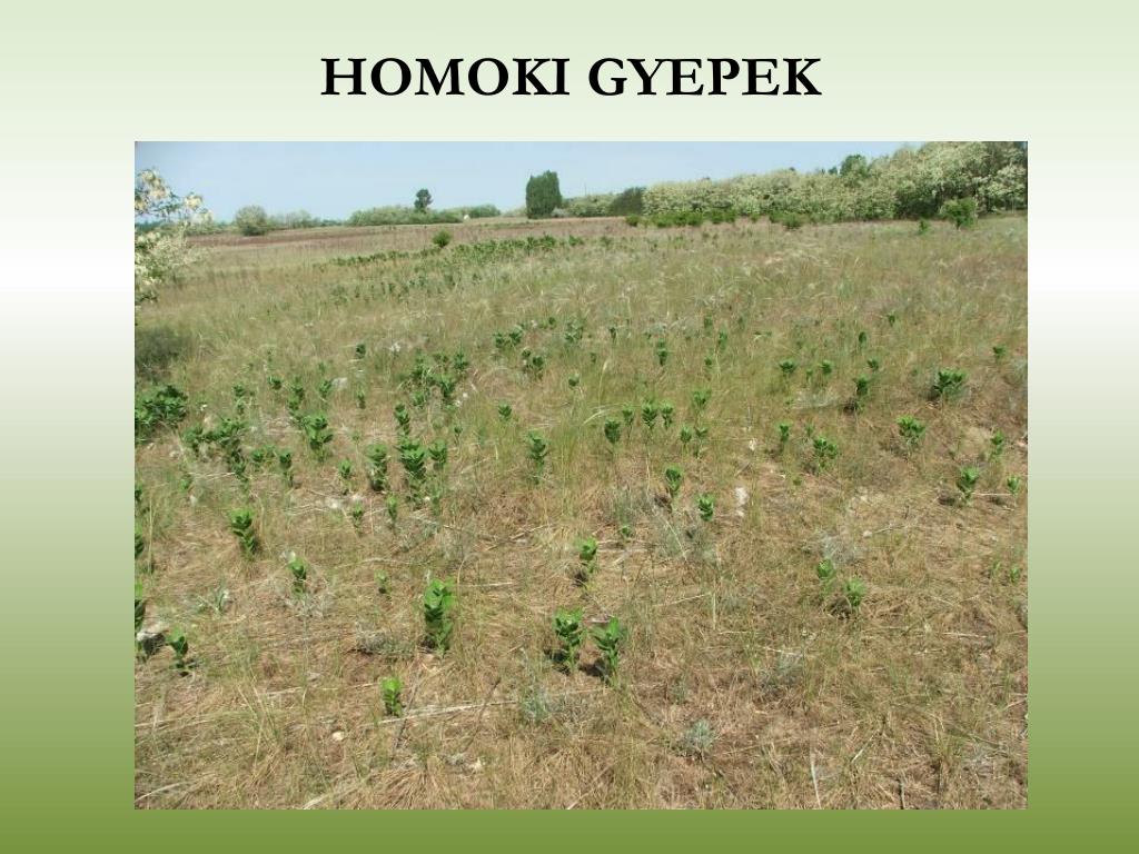 PPT - Alkalmazott növénytan 12. előadás PowerPoint Presentation, free ...