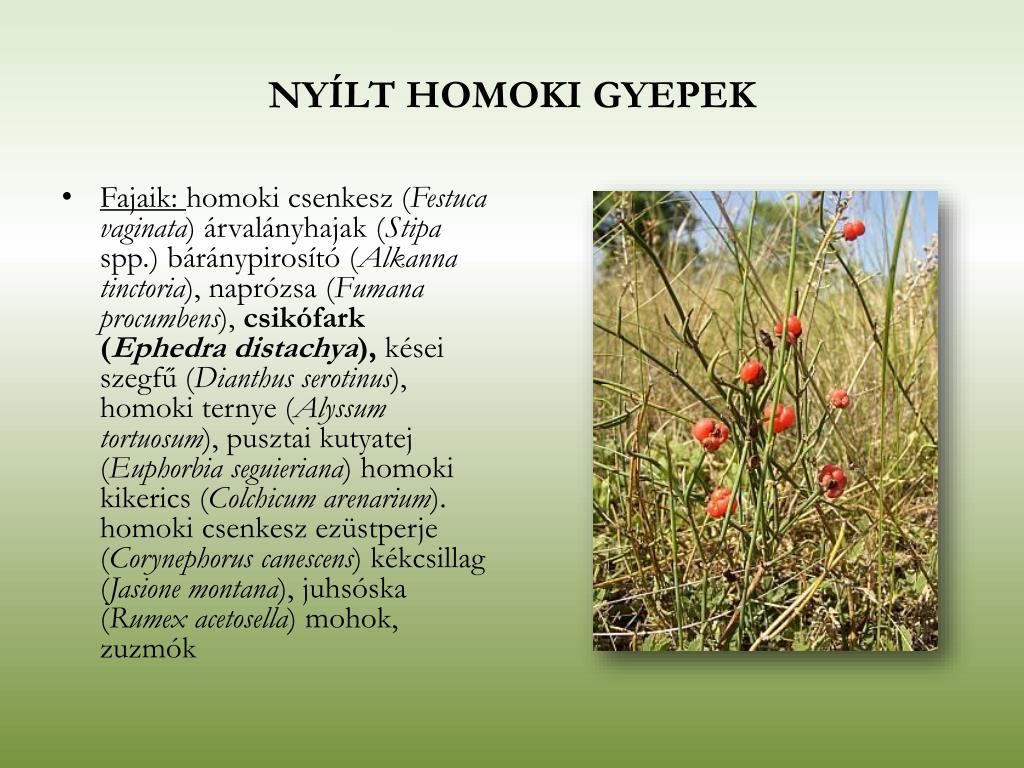 PPT - Alkalmazott növénytan 12. előadás PowerPoint Presentation, free ...