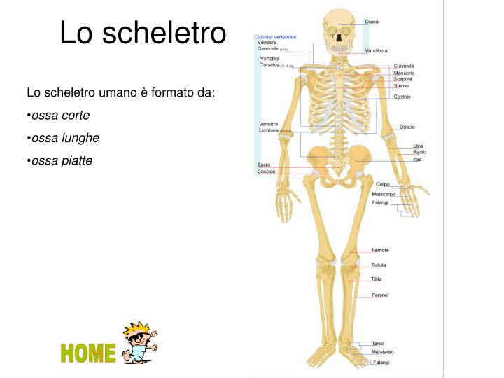 PPT - Il corpo umano PowerPoint Presentation - ID:2963839