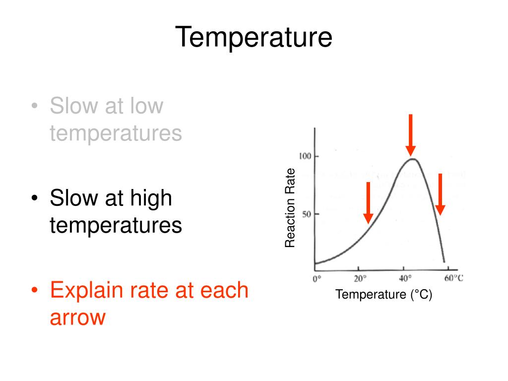 PPT - The most important metabolic fuel in the human body is: A ...