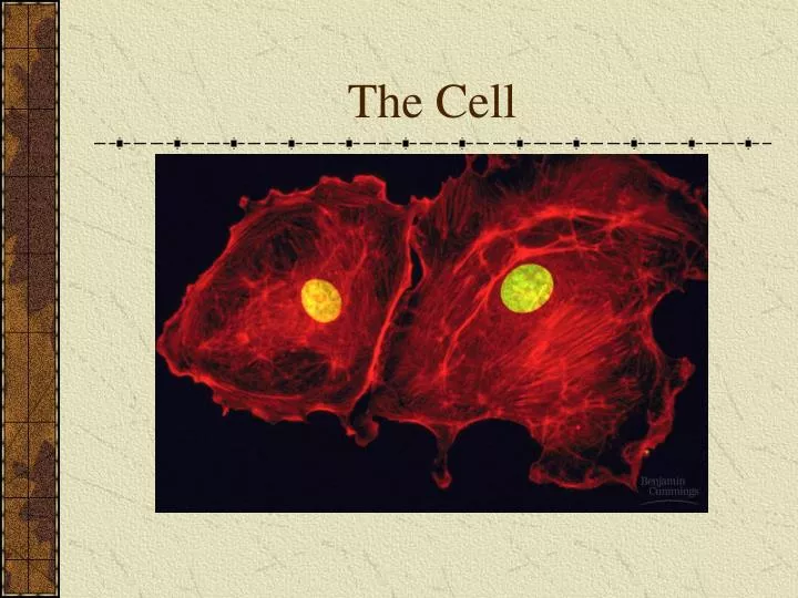 PPT - The Cell PowerPoint Presentation, free download - ID:2964429