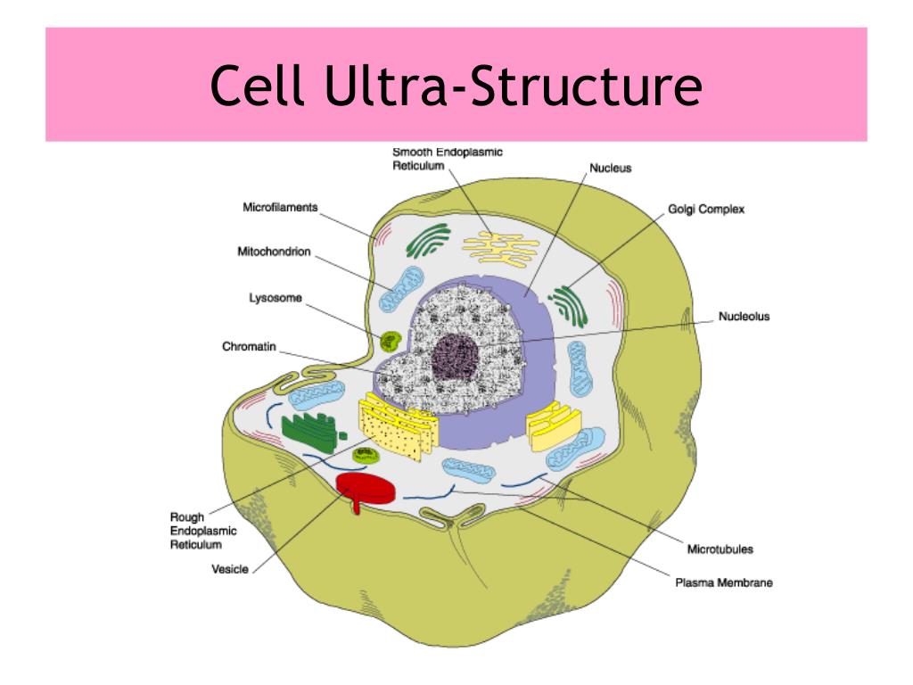 PPT - Animal Cell Variety and Structure PowerPoint Presentation, free ... PPT - Animal Cell Variety and Structure PowerPoint Presentation, free ...
