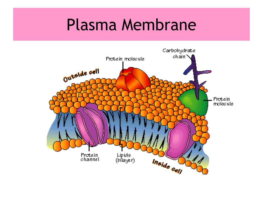 PPT - Animal Cell Variety and Structure PowerPoint Presentation, free ... PPT - Animal Cell Variety and Structure PowerPoint Presentation, free ...