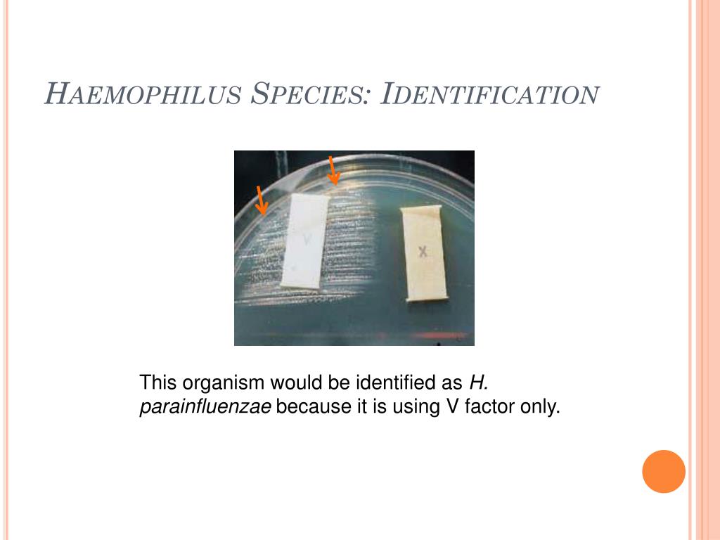 PPT - MLAB 2434: Microbiology Keri Brophy-Martinez PowerPoint ...