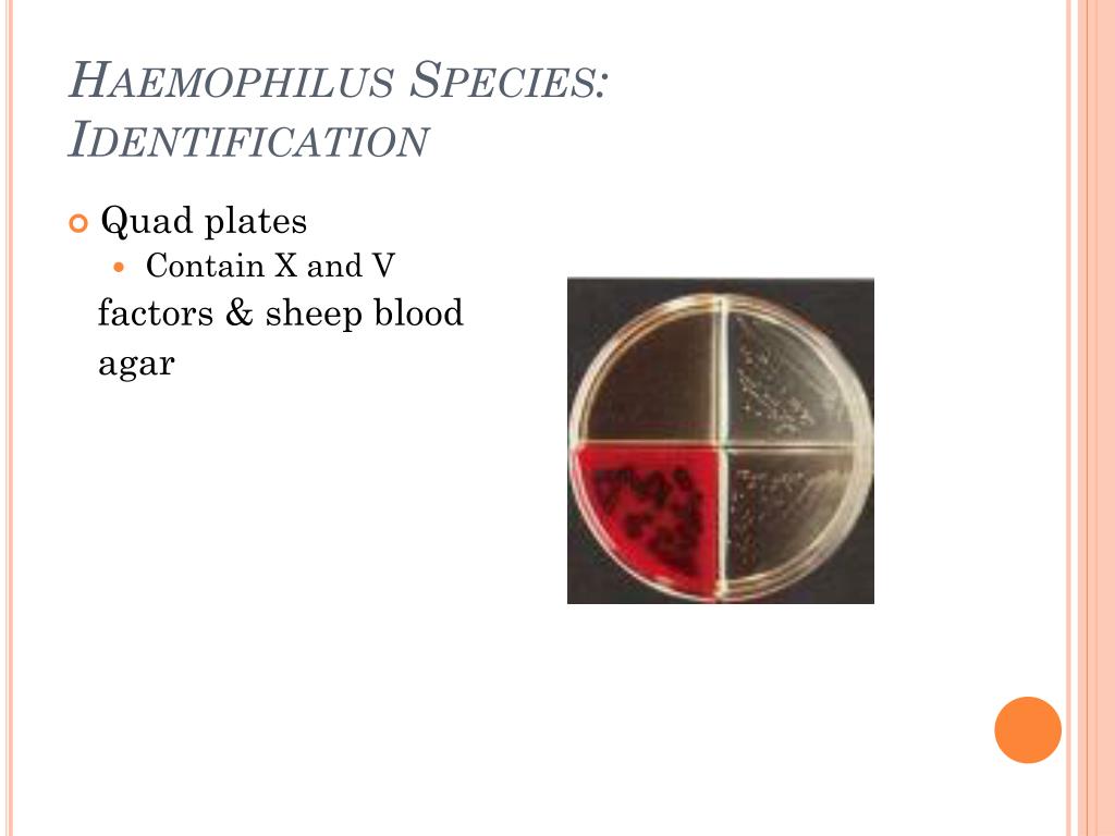 PPT - MLAB 2434: Microbiology Keri Brophy-Martinez PowerPoint ...