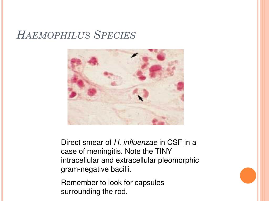 PPT - MLAB 2434: Microbiology Keri Brophy-Martinez PowerPoint ...