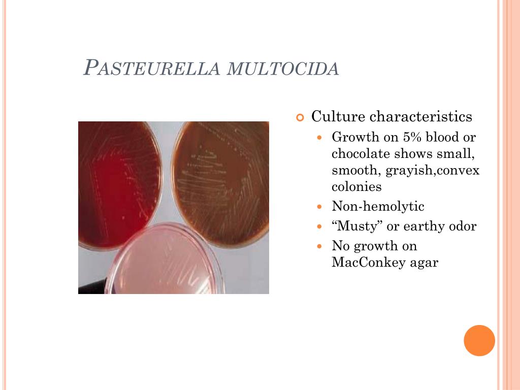 PPT - MLAB 2434: Microbiology Keri Brophy-Martinez PowerPoint Presentation - ID:2964602