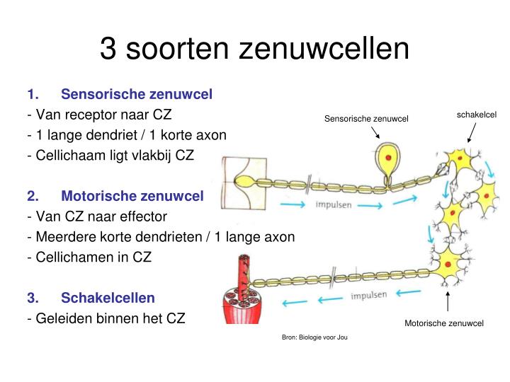 PPT - Thema 6: Regeling Basisstof 1 en 2 PowerPoint Presentation - ID ...