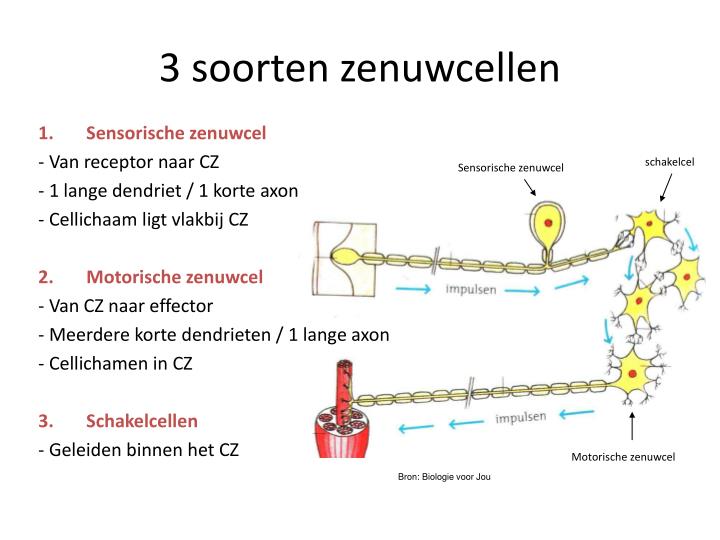 PPT - Thema 18: Brainwave 18.2 en 18.3 PowerPoint Presentation - ID:2965159