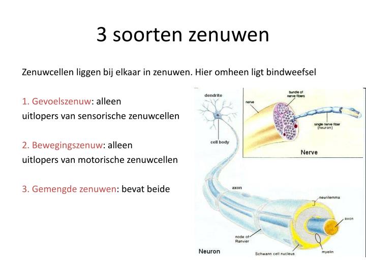 PPT - Thema 18: Brainwave 18.2 en 18.3 PowerPoint Presentation - ID:2965159