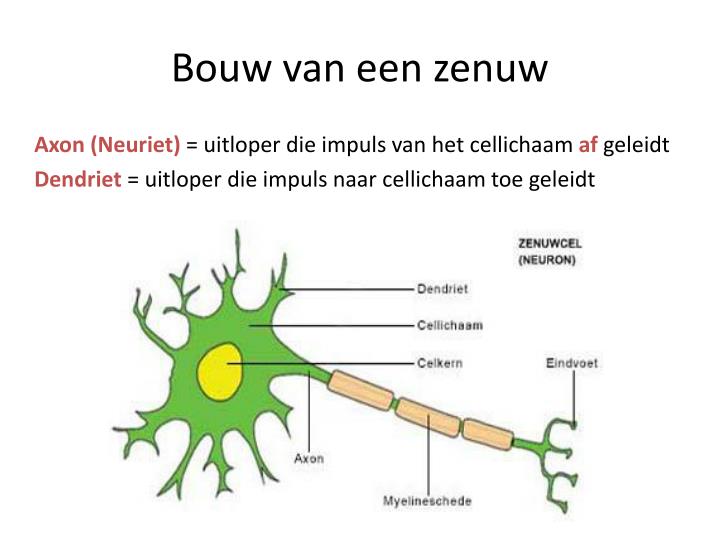 PPT - Thema 18: Brainwave 18.2 en 18.3 PowerPoint Presentation - ID:2965159