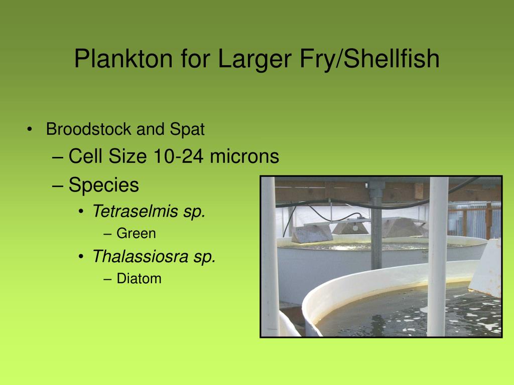 PPT - Plankton Culture for Feeding Larval Fish PowerPoint Presentation ...