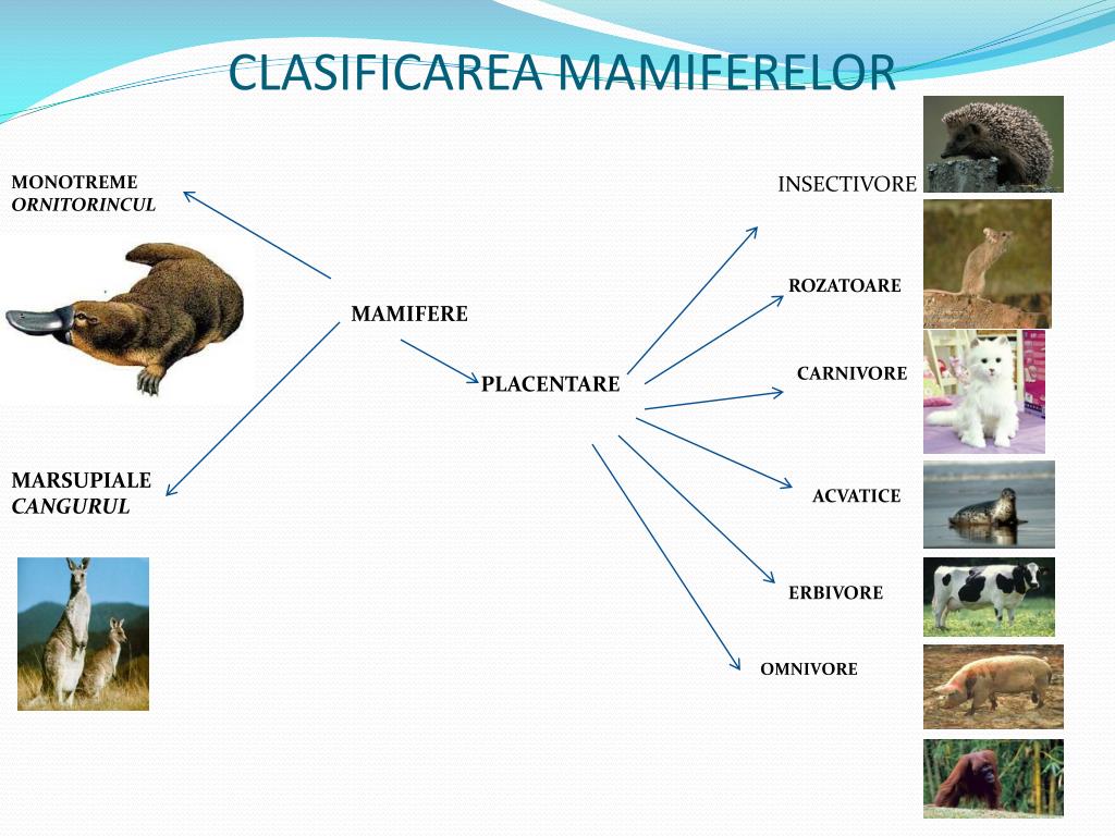 PPT - MAMIFERE INFERIOARE CANGURUL SI ORNITORINCUL PowerPoint ...