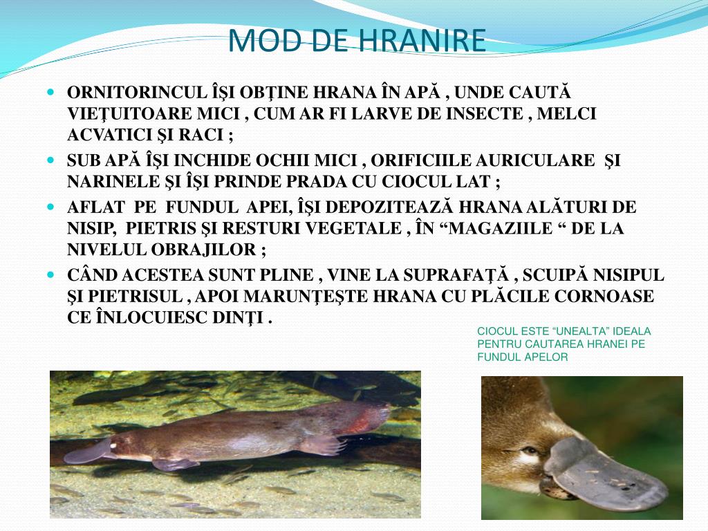 PPT - MAMIFERE INFERIOARE CANGURUL SI ORNITORINCUL PowerPoint ...