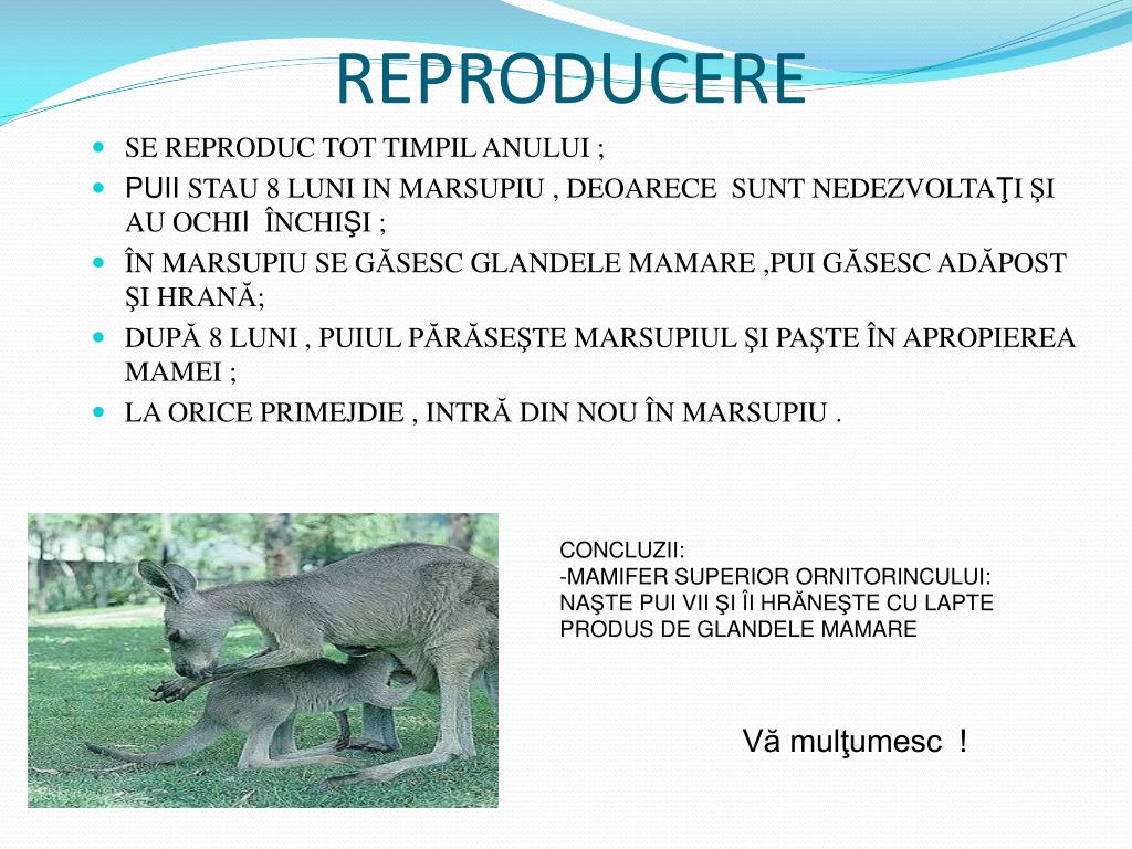 PPT - MAMIFERE INFERIOARE CANGURUL SI ORNITORINCUL PowerPoint ...