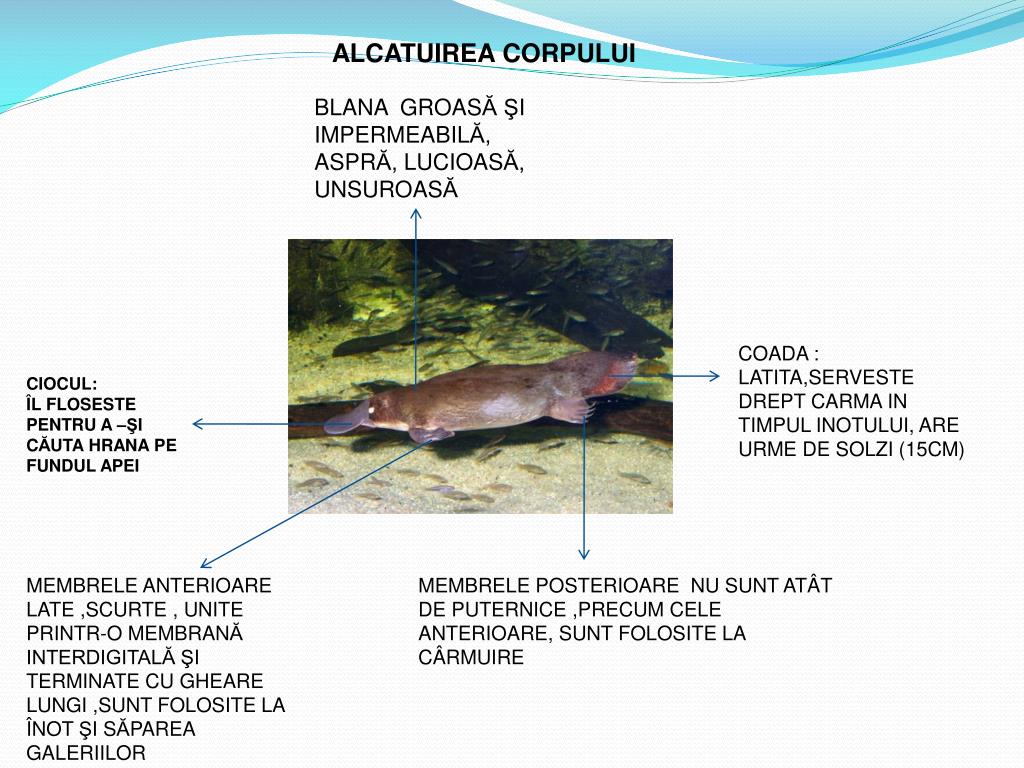 PPT - MAMIFERE INFERIOARE CANGURUL SI ORNITORINCUL PowerPoint ...