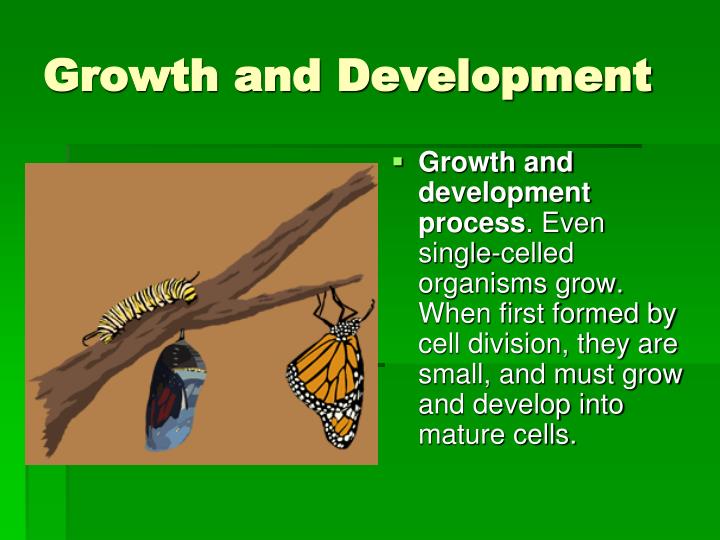 PPT - Characteristics of Living Things PowerPoint Presentation - ID:2966444