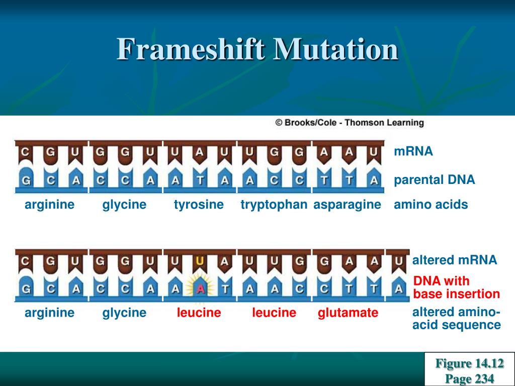 PPT - From DNA to Proteins PowerPoint Presentation, free download - ID ...