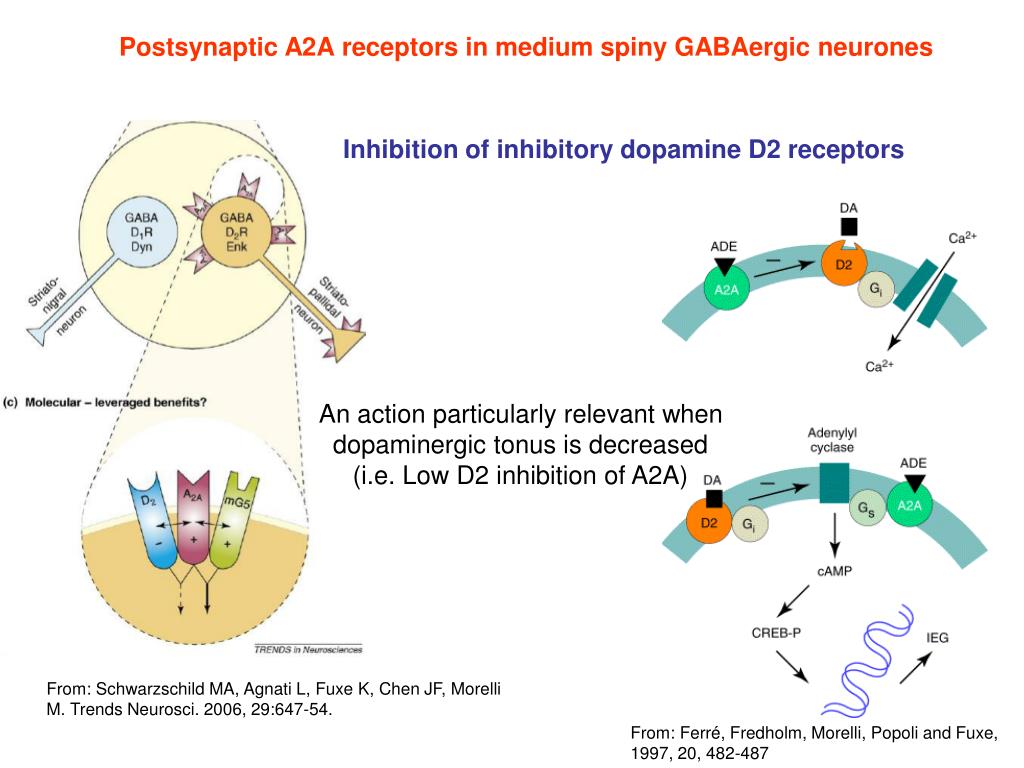 PPT - Adenosine A2A receptors and Parkinson’s disease PowerPoint ...