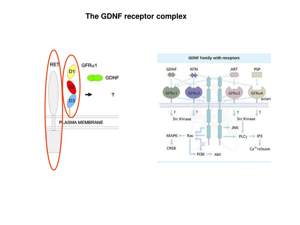 PPT - Adenosine A2A receptors and Parkinson’s disease PowerPoint ...