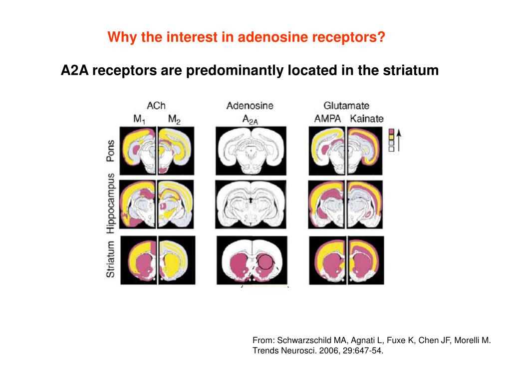 PPT - Adenosine A2A receptors and Parkinson’s disease PowerPoint ...