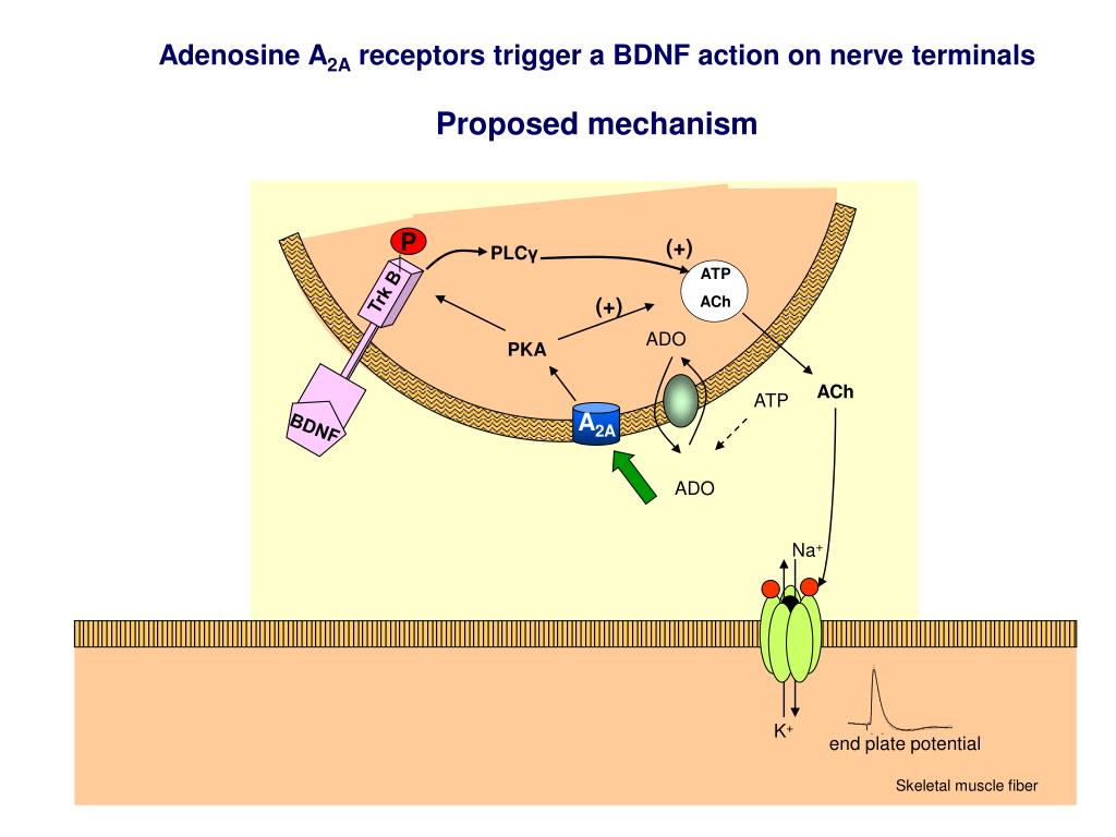 PPT - Adenosine A2A receptors and Parkinson’s disease PowerPoint ...
