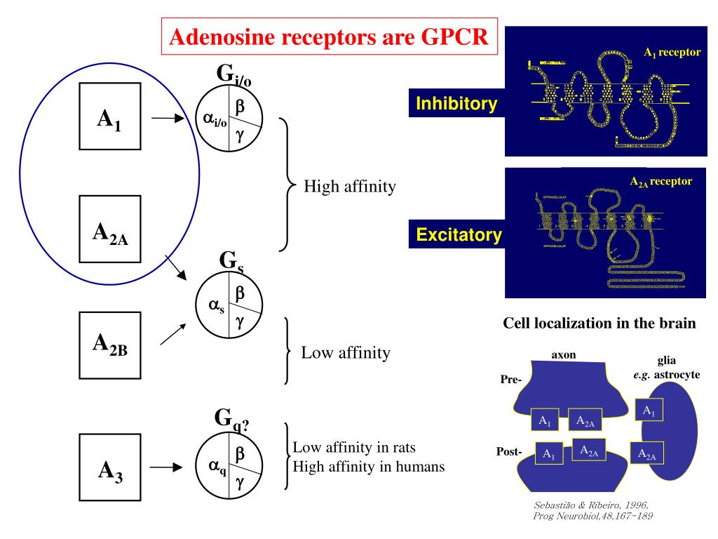 PPT - Adenosine A2A receptors and Parkinson’s disease PowerPoint ...