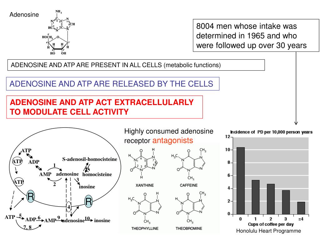 PPT - Adenosine A2A receptors and Parkinson’s disease PowerPoint ...