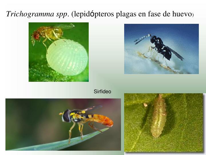 PPT - UNIVERSIDAD NACIONAL DE ASUNCION FACULTAD DE CIENCIAS AGRARIAS ...