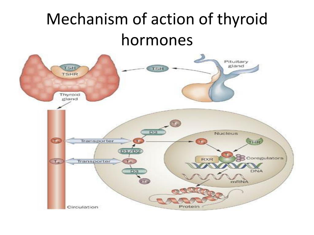 Ppt Thyroid Gland Powerpoint Presentation Free Download Id 2967520