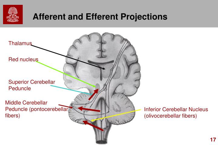PPT - Chapters 12 Motor System – Cerebellum PowerPoint Presentation ...