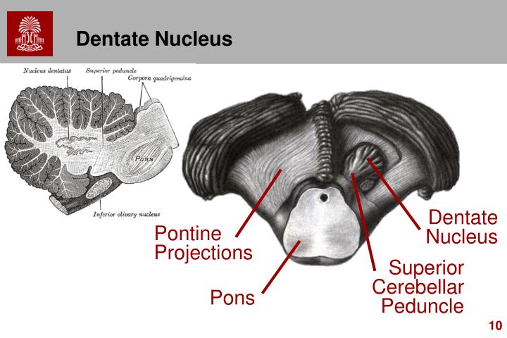 PPT - Chapters 12 Motor System – Cerebellum PowerPoint Presentation ...