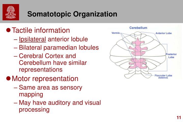 PPT - Chapters 12 Motor System – Cerebellum PowerPoint Presentation ...