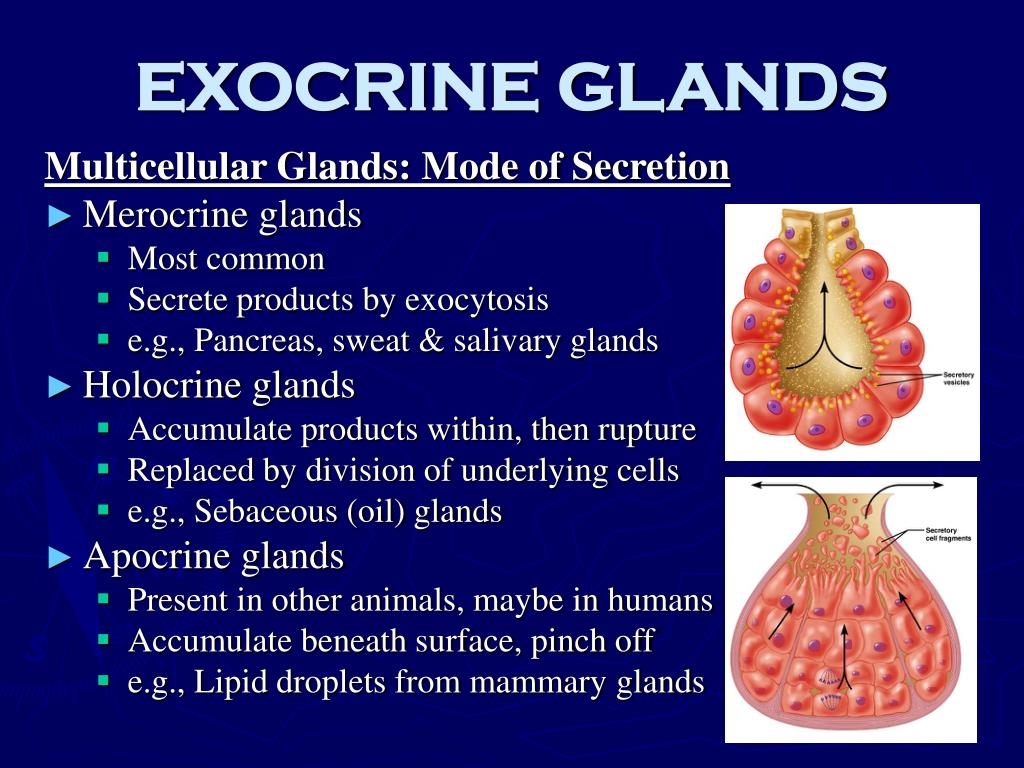 6 Types Of Exocrine Glands