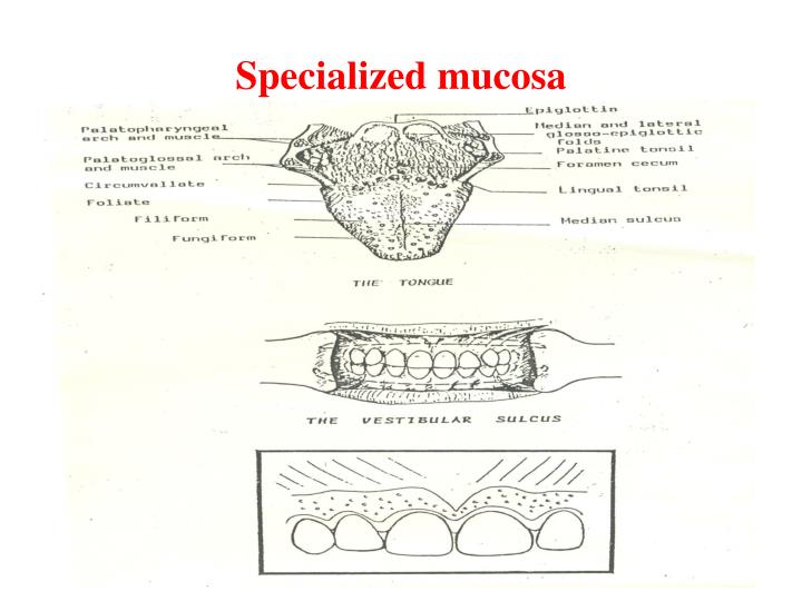 PPT - Normal Oral Mucosa PowerPoint Presentation - ID:2967952