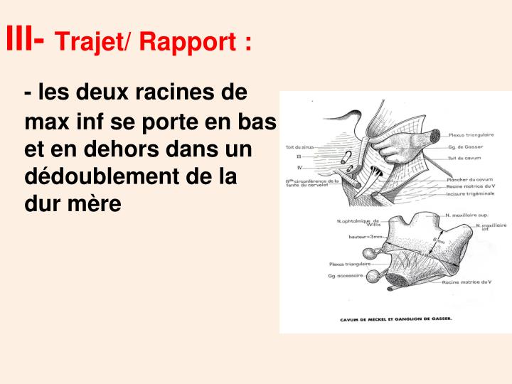 PPT - Nerf maxillaire inferieur ( Nerf mandibulaire ) PowerPoint ...