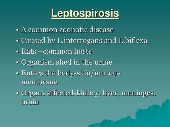 PPT - LEPTOSPIROSIS PowerPoint Presentation - ID:2968017