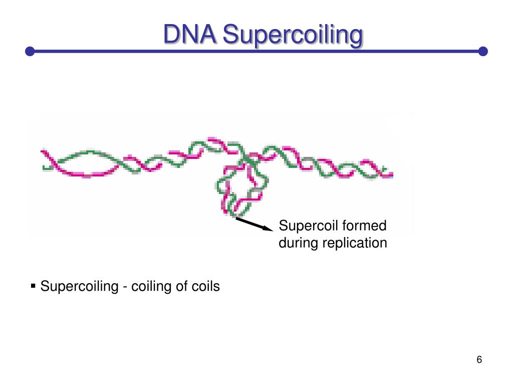 PPT - BE 10988 : An Inhibitor of DNA –Topoisomerase II PowerPoint ...