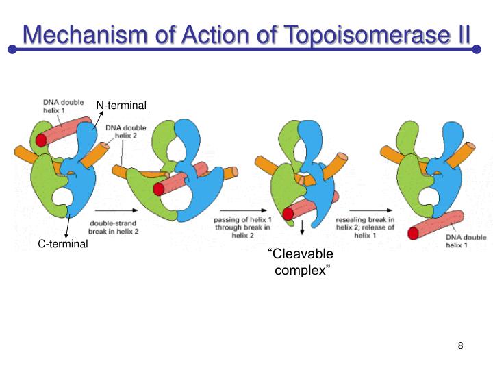 PPT - BE 10988 : An Inhibitor of DNA –Topoisomerase II PowerPoint ...