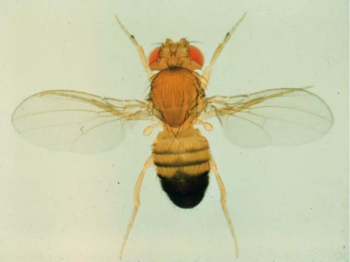 PPT - Drosophila melanogaster development PowerPoint Presentation, free ...