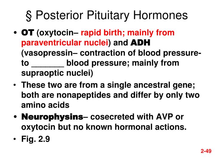 PPT - Chapter 2—Pituitary gland PowerPoint Presentation - ID:2968400