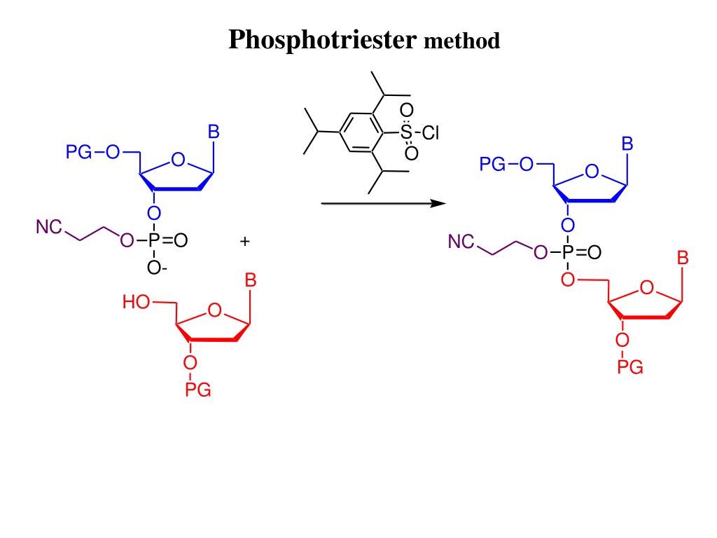 PPT - Comprehensive Guide to Nucleic Acid Synthesis and Modifications ...
