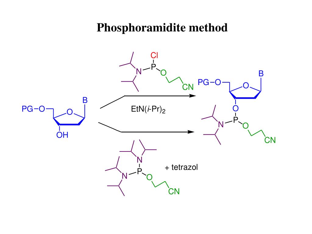 PPT - Comprehensive Guide to Nucleic Acid Synthesis and Modifications ...