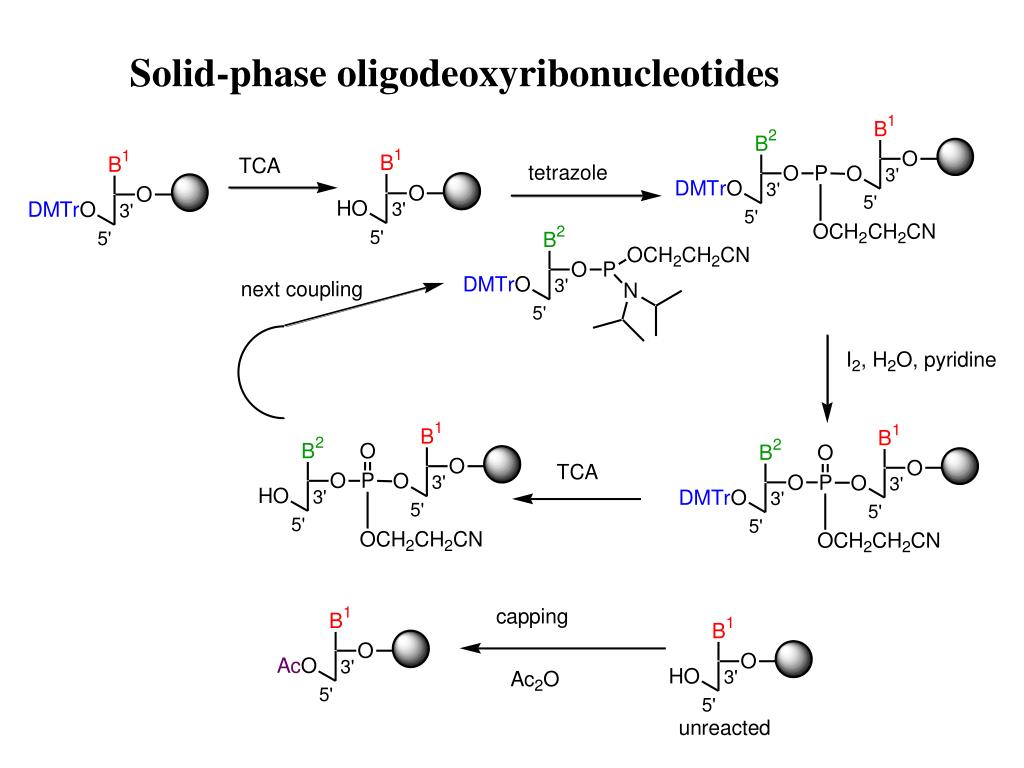 PPT - Comprehensive Guide to Nucleic Acid Synthesis and Modifications ...