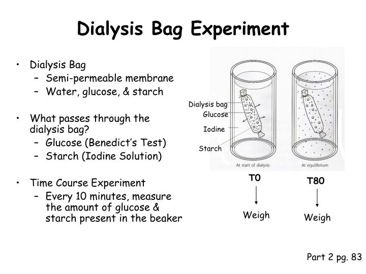 PPT - Diffusion and Osmosis PowerPoint Presentation - ID:2968556
