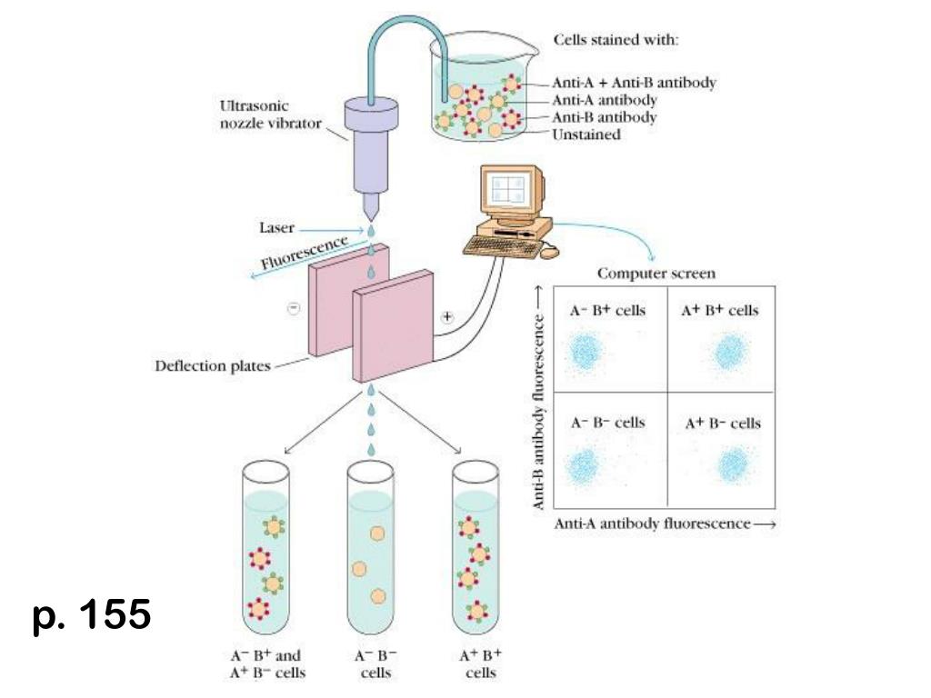 PPT - Immunological assays Antigen-antibody interactions Antibody-based ...