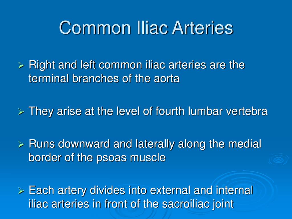 PPT - ABDOMINAL AORTA AND INFERIOR VENA CAVA PowerPoint Presentation ...