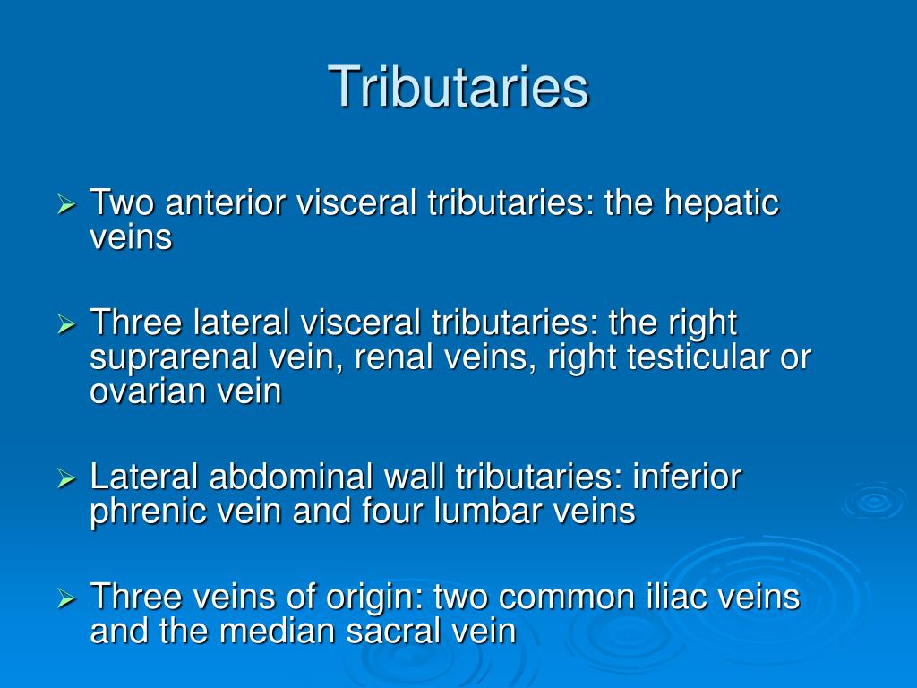 PPT - ABDOMINAL AORTA AND INFERIOR VENA CAVA PowerPoint Presentation ...